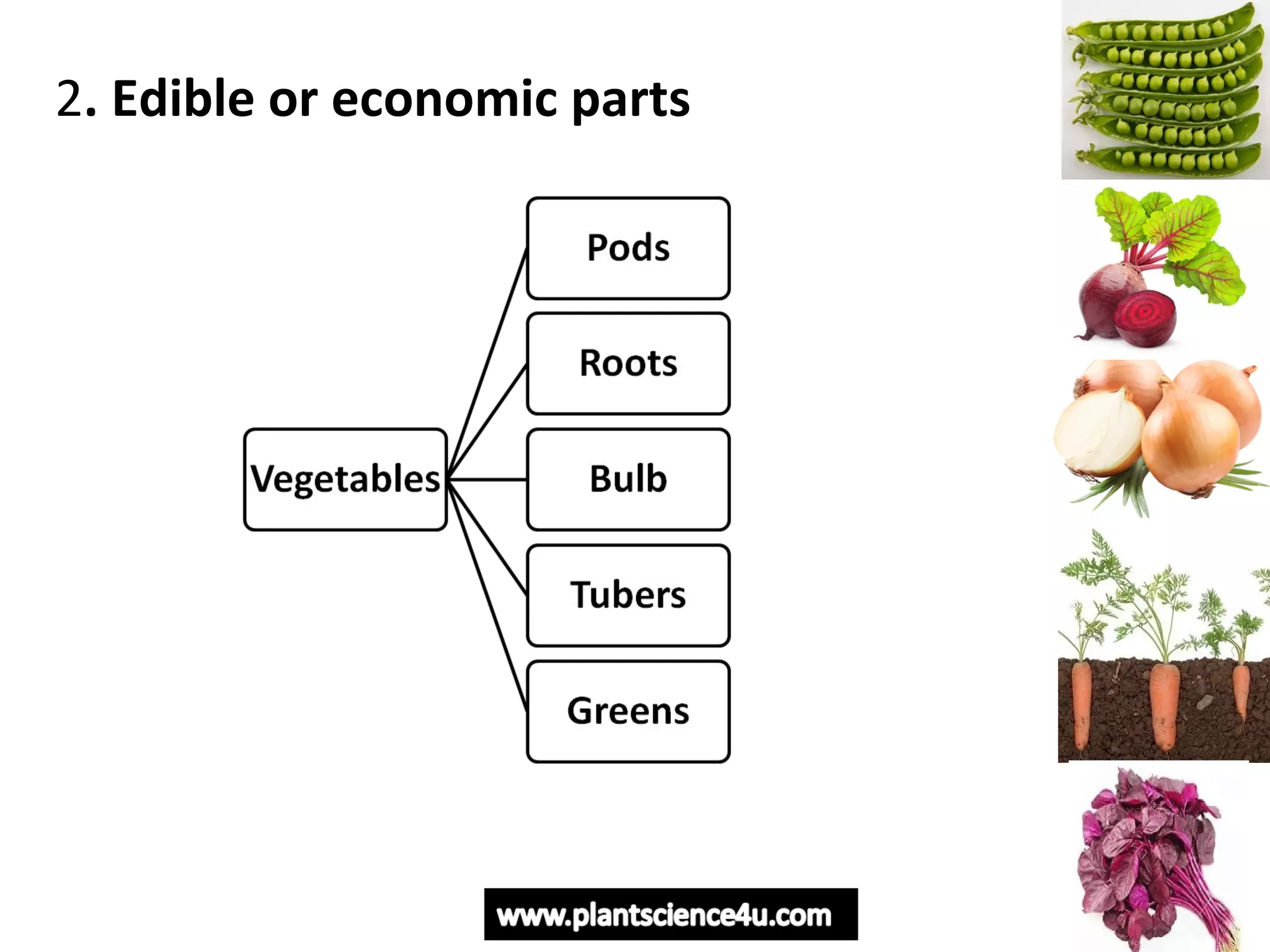 Horticulture introduction - Definition and Branches of Horticulture | PPT