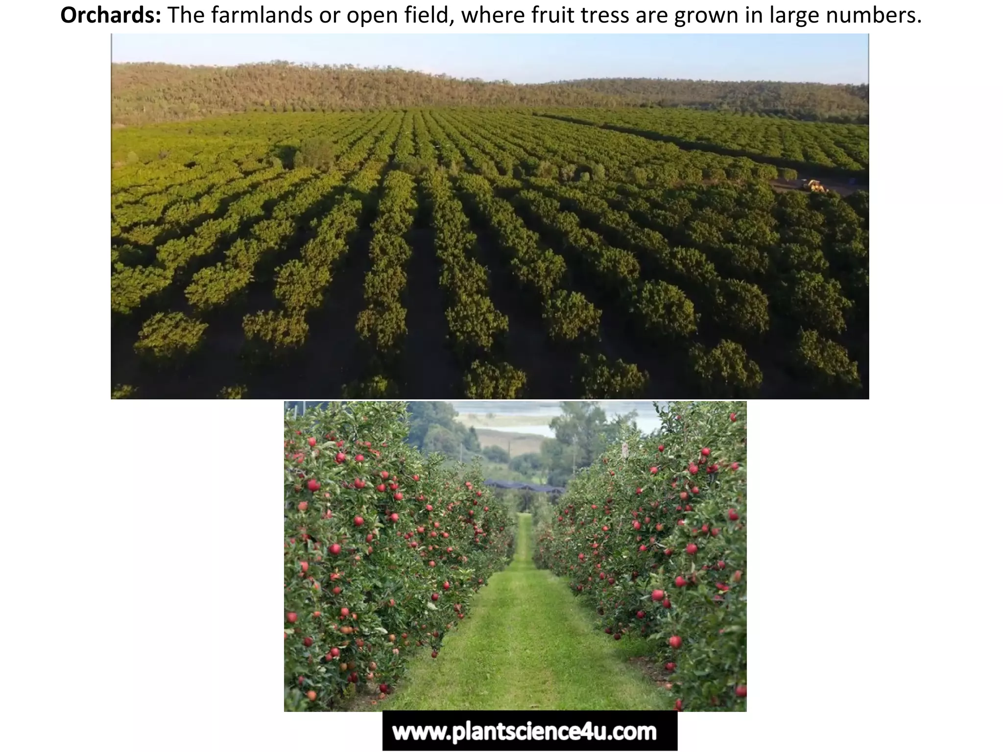 Horticulture introduction - Definition and Branches of Horticulture | PPT