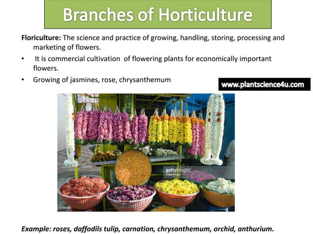 Horticulture introduction - Definition and Branches of Horticulture ...