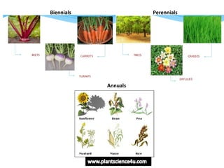 Horticulture introduction - Definition and Branches of Horticulture | PPT