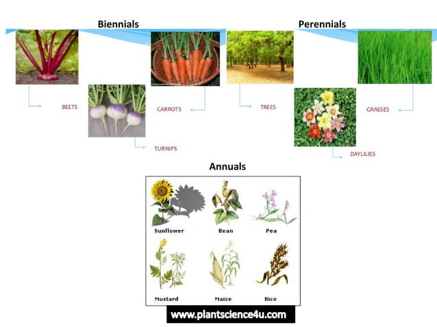 Horticulture introduction - Definition and Branches of Horticulture ...