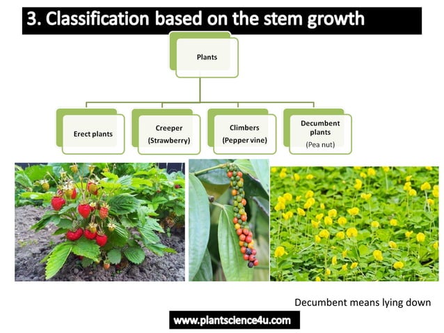 Horticulture introduction - Definition and Branches of Horticulture ...