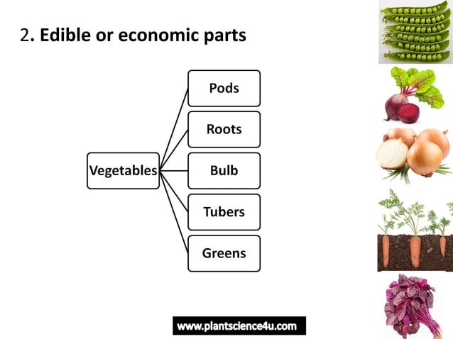 Horticulture introduction - Definition and Branches of Horticulture ...