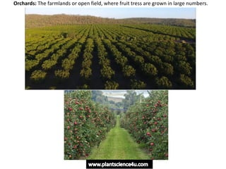 Horticulture introduction - Definition and Branches of Horticulture | PPT