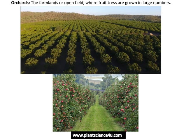 Horticulture introduction - Definition and Branches of Horticulture ...