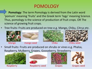 Horticultur eppt (1) | PPTX