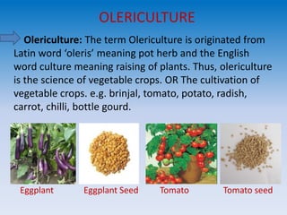 Horticultur eppt (1) | PPTX