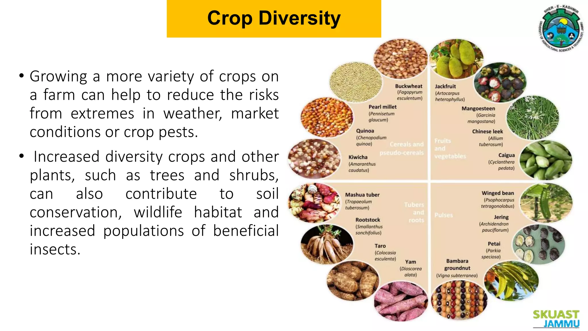 Horticulture Scenario in India | PPTX