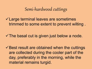 Horticulture cuttings technique | PPTX