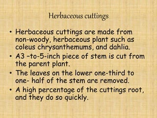 Horticulture cuttings technique | PPTX