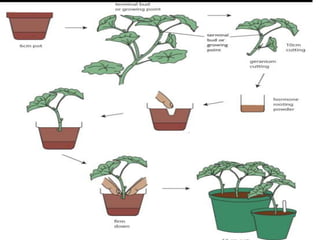 Horticulture cuttings technique | PPTX