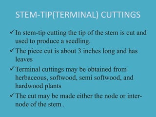 Horticulture cuttings technique | PPT