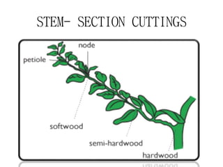 Horticulture vimal subu | PPT