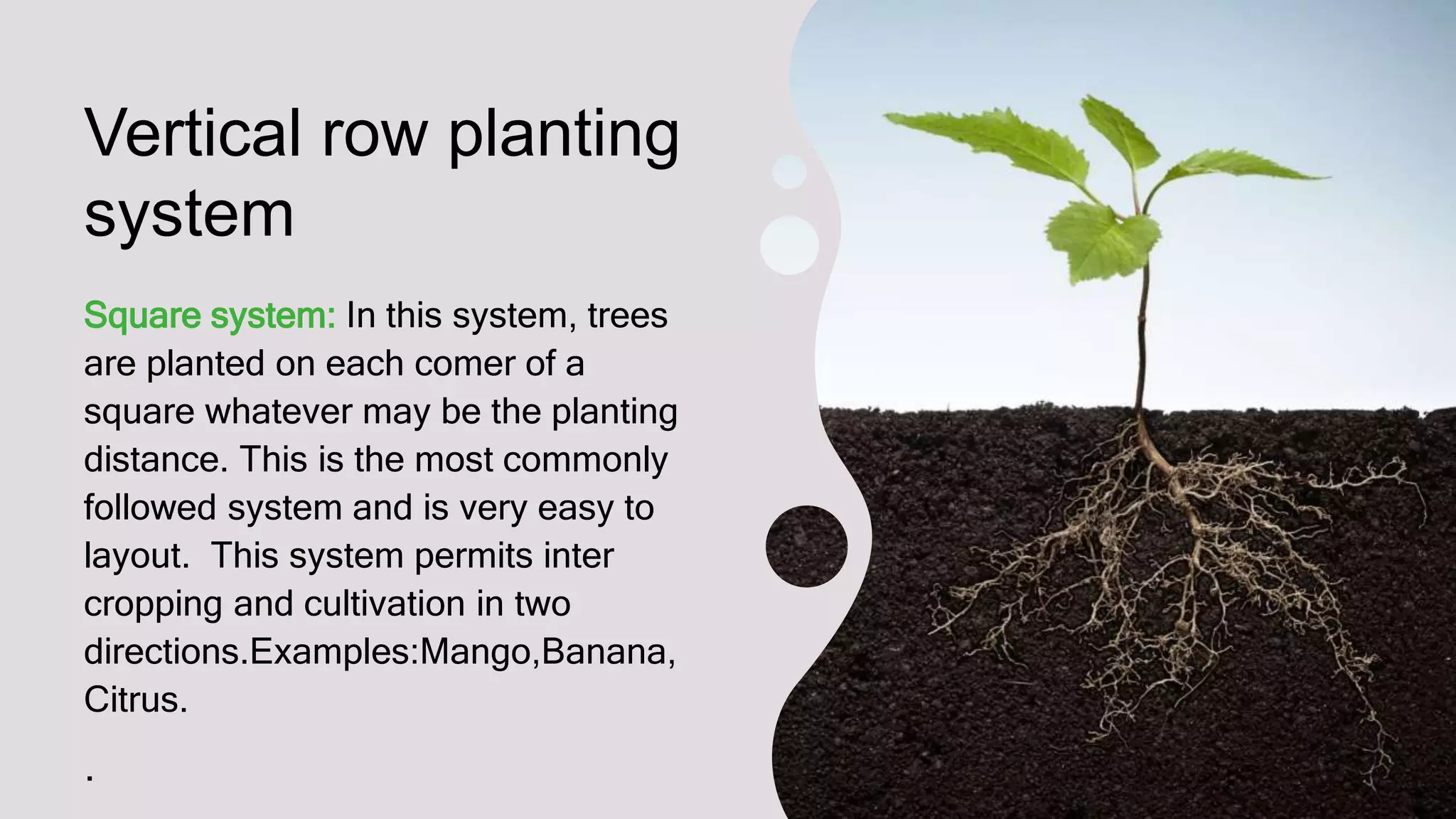 Planting system of fruit crops | PPTX