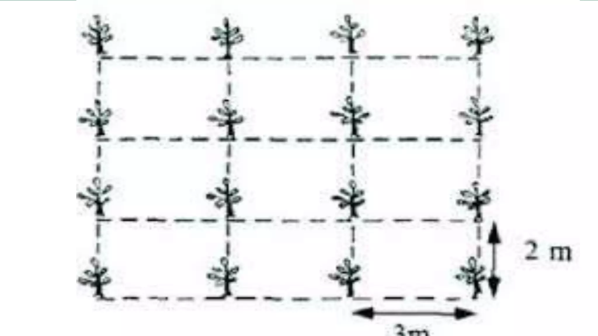 Planting system of fruit crops | PPTX