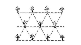 Planting system of fruit crops | PPTX