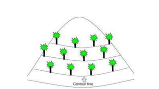 Planting system of fruit crops | PPTX