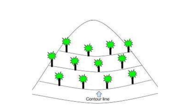 Planting system of fruit crops | PPTX | Gardening | Home & Garden