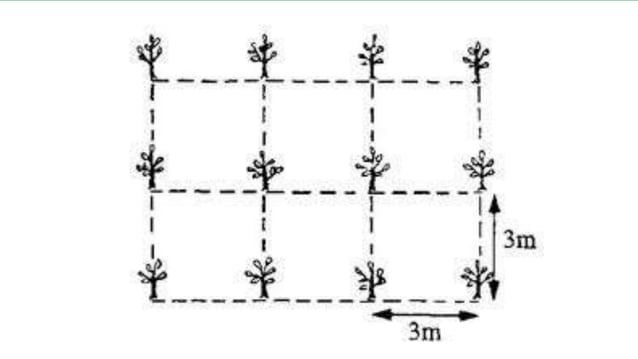 Planting system of fruit crops | PPTX | Gardening | Home & Garden