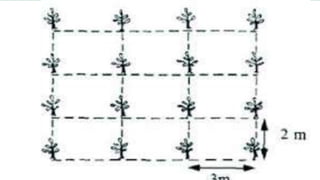 Planting system of fruit crops | PPTX