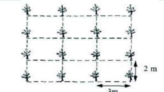 Planting system of fruit crops | PPTX | Gardening | Home & Garden