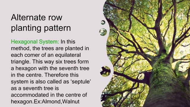 Planting system of fruit crops | PPTX | Gardening | Home & Garden