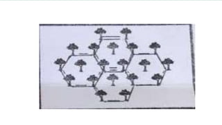 Planting system of fruit crops | PPTX