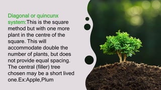Planting system of fruit crops | PPTX