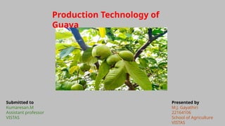 Production technology of guava, from climate to harvest | PPTX