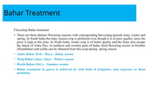 Production technology of guava, from climate to harvest | PPTX