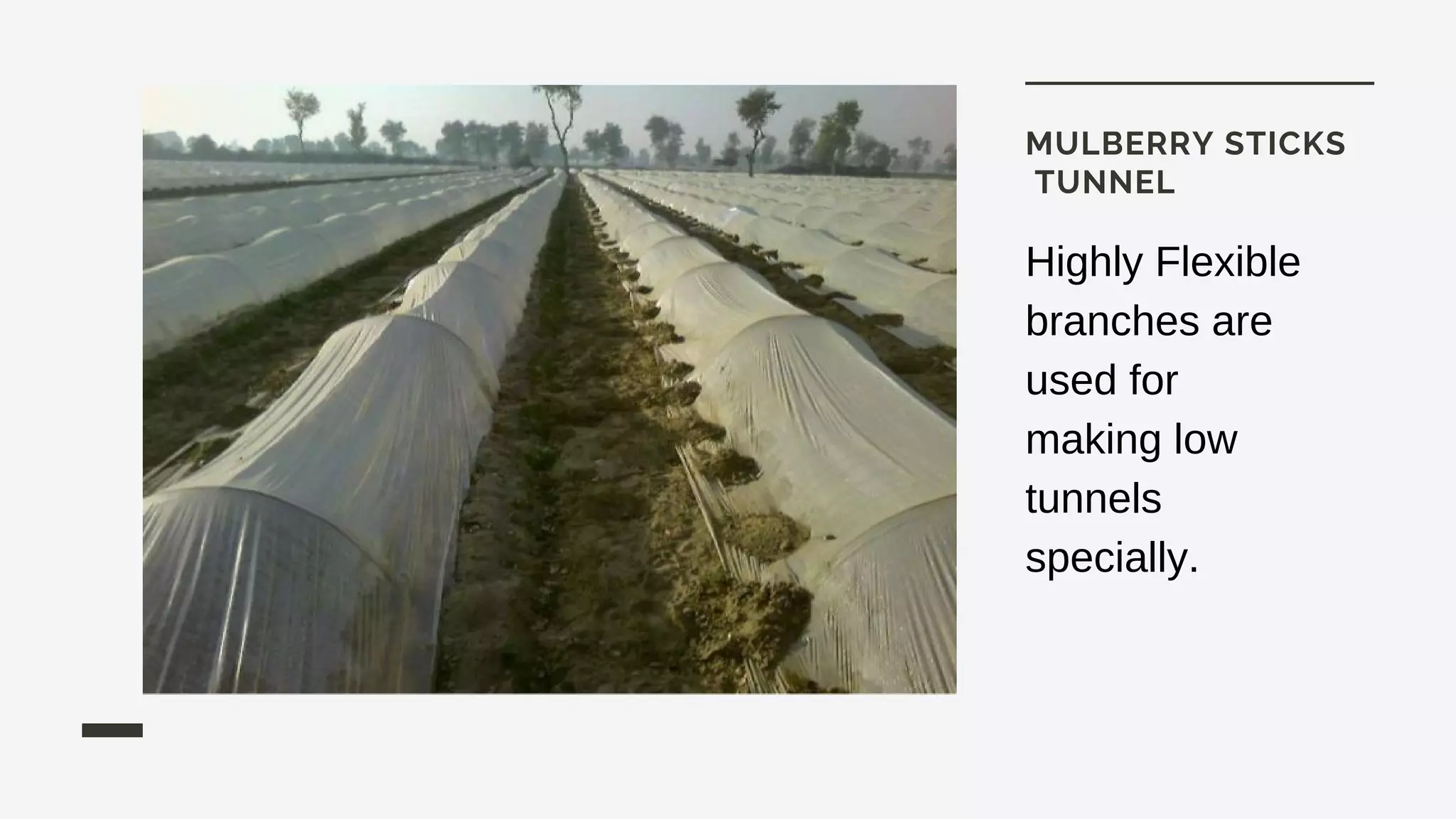 Tunnel Farming and its types. | PDF