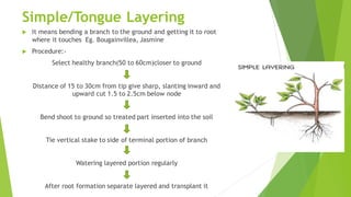 Layering | PPT