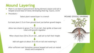 Layering | PPT