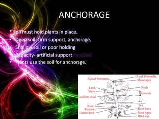 horticulture | PPTX | Gardening | Home & Garden