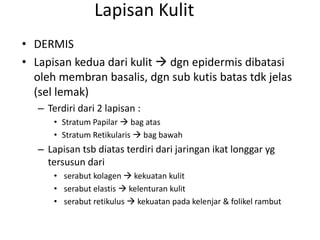 Ho sistem integumen rev.1 | PPT