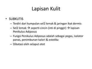 Ho sistem integumen rev.1 | PPT