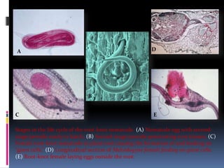 Host nematode interaction | PPTX