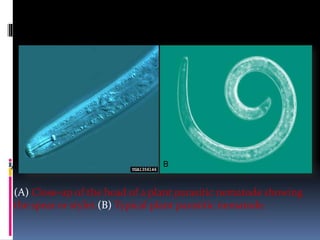Host nematode interaction | PPTX