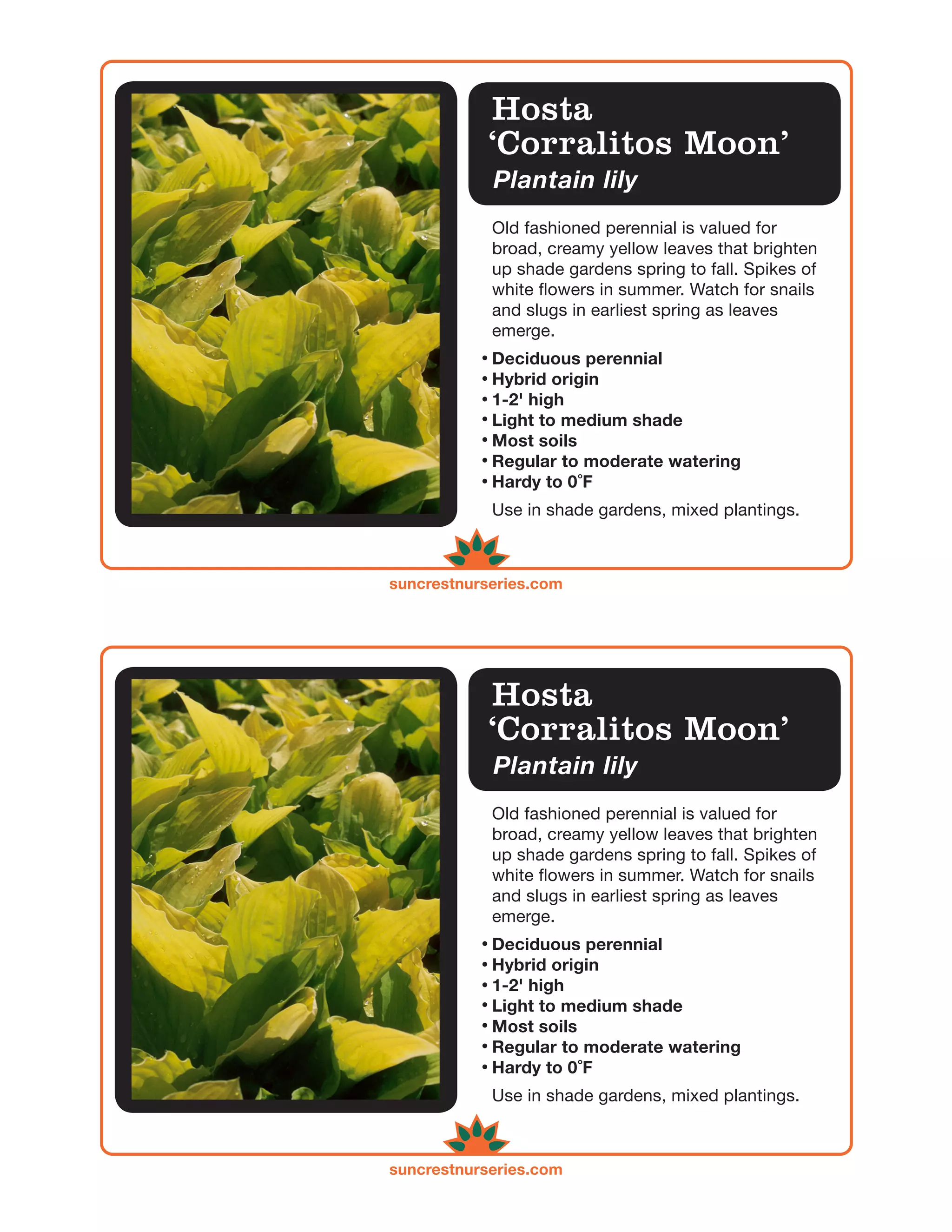 Hosta 'corralitos moon' label | PDF
