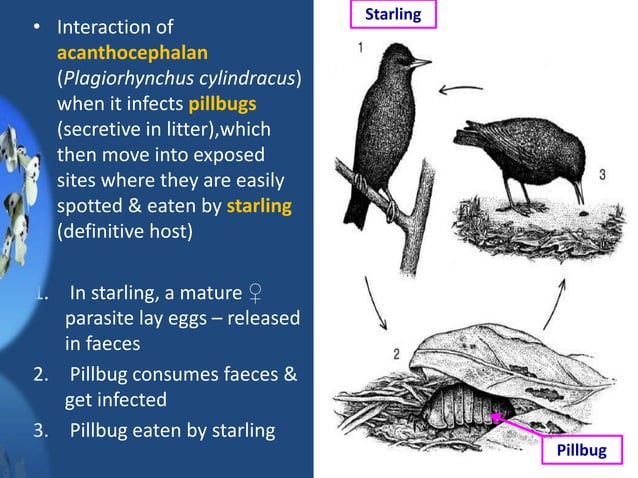 Host and parasite interaction | PPTX