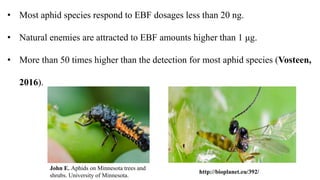 Host Finding Behavior of Insects | PPTX | Gardening | Home & Garden