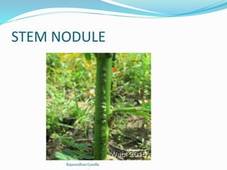 HOSTILE PEST MANAGEMENT three types Lecture 2.pptx