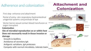 host parasite-Pathogenesis of microbial infections.pptx