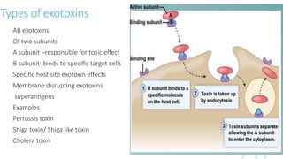 host parasite-Pathogenesis of microbial infections.pptx