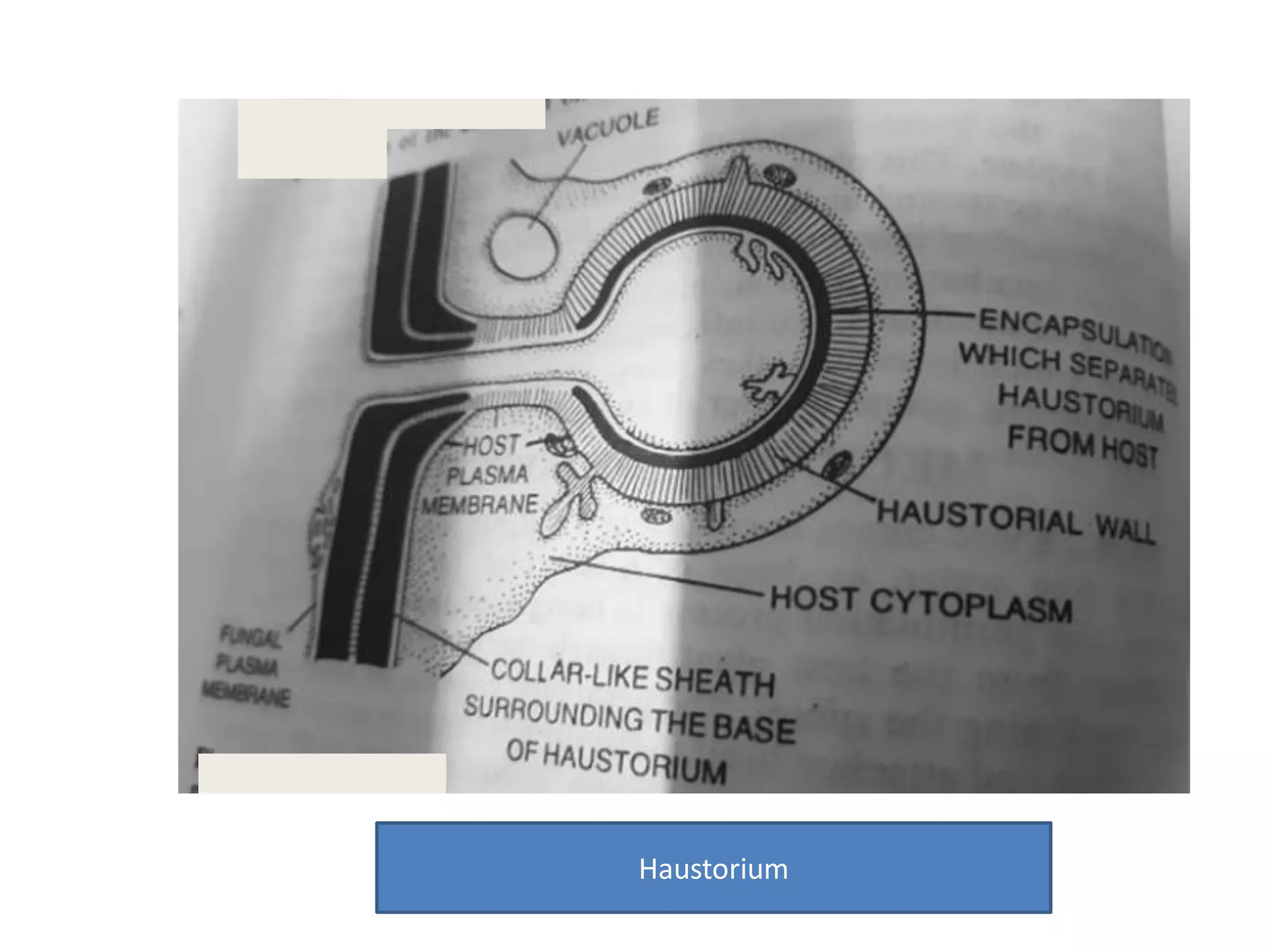 Host parasite relationship ,interaction & mechanism of | PDF