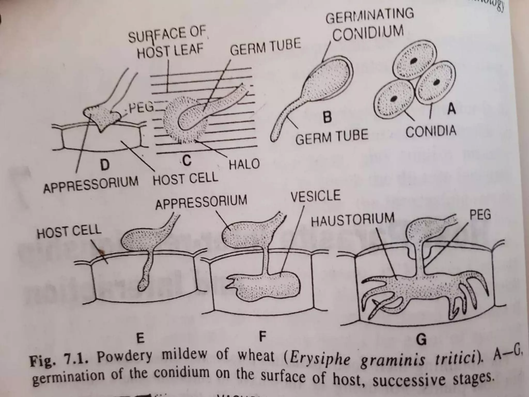 Host parasite relationship ,interaction & mechanism of | PDF