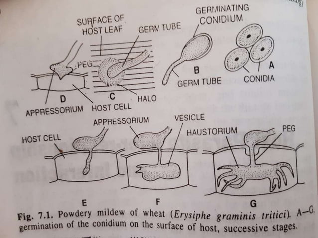 Host parasite relationship ,interaction & mechanism of | PDF ...