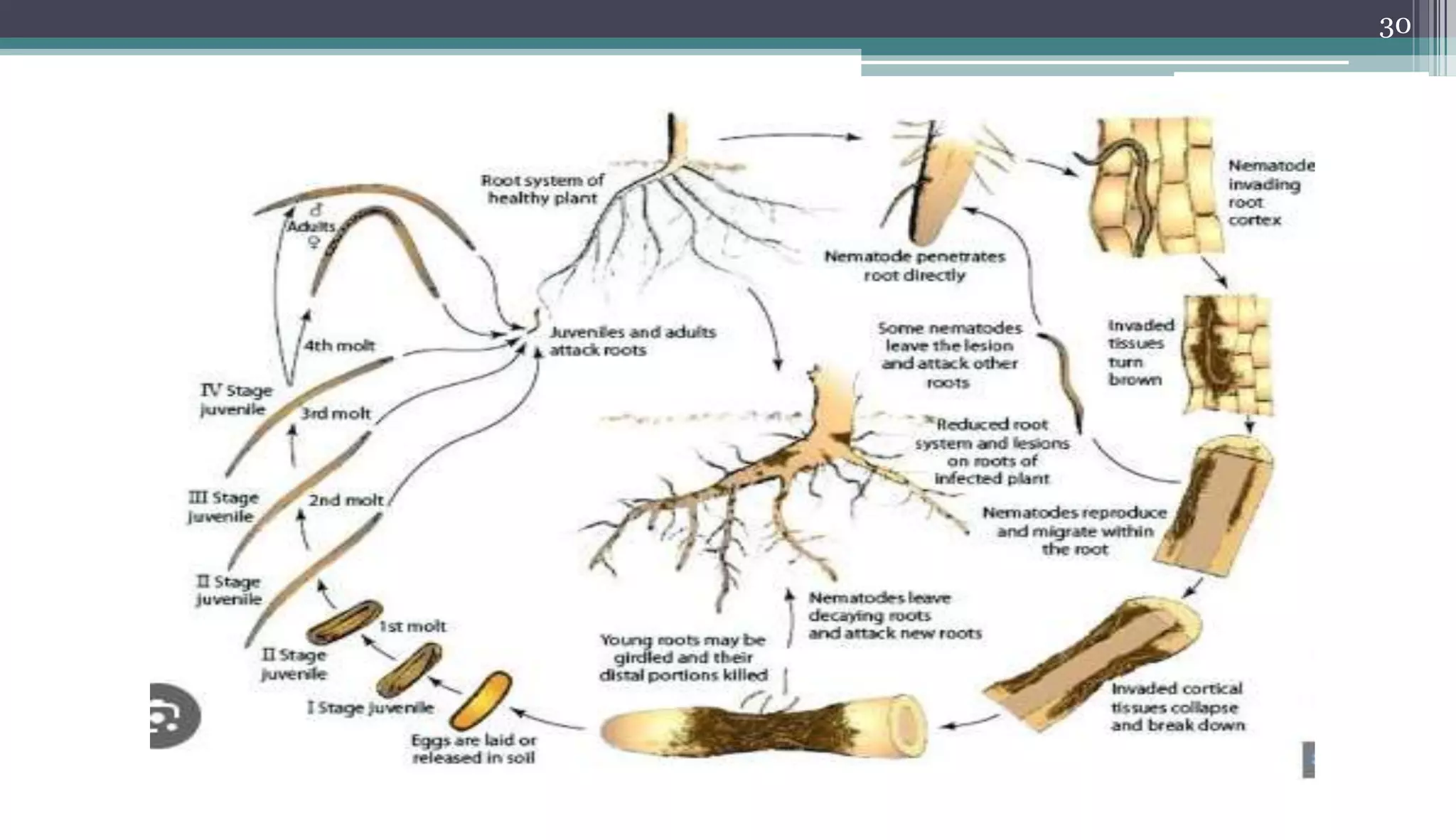 host parasite relationship of nematode.pptx