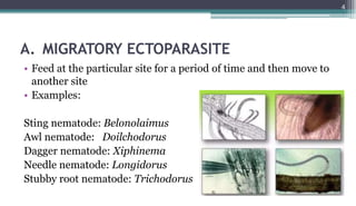 host parasite relationship of nematode.pptx