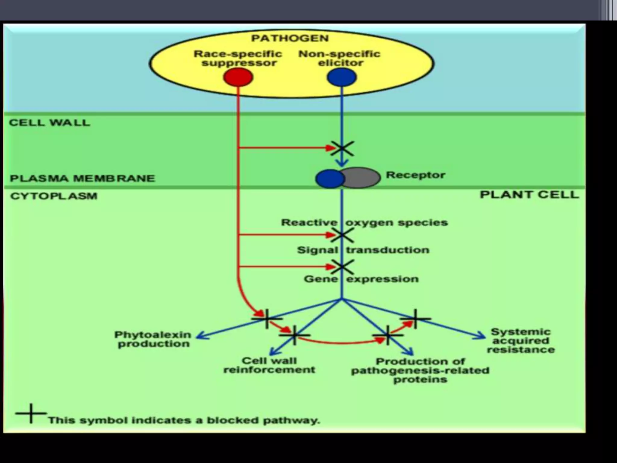 Host pathogen interaction plants | PPTX